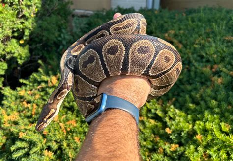 Adult Ball Python Scales And Tails Of Ohio