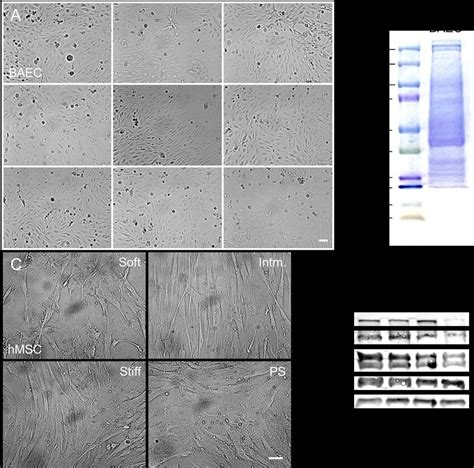 Cell Culture In Large Batches On Large Paam Substrates A Bright Field