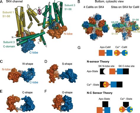 Calcium Dependence Of Both Lobes Of Calmodulin Is Involved In Binding To A Cytoplasmic Domain Of