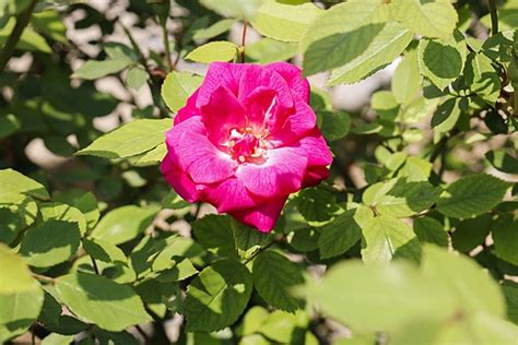 참잘했어 큐트 심정 폰트 디자인 라벨 폰트 말풍선 일러스트 참잘했어 큐트 만화 Png 일러스트 및 벡터 에 대한 무료 다운로드 Pngtree