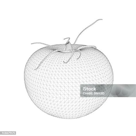 흰색 배경에 고립 된 검은 선에서 다각형 토마토의 와이어 프레임 3d 벡터 일러스트레이션 0명에 대한 스톡 벡터 아트 및 기타 이미지 Istock