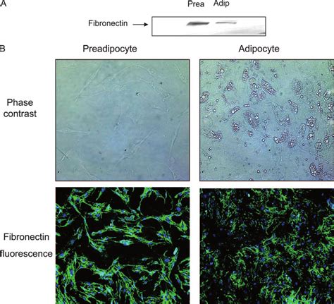 Fibronectin Expression During Human Adipogenesis A Western Blotting Download Scientific