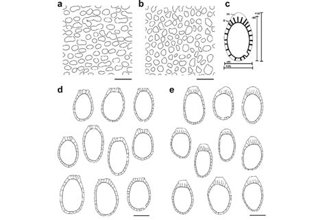 Morphology Of Ganoderma Lucidum M9720 And Ganoderma Lingzhi M9724 Download Scientific