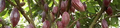 How To Increase Cocoa Yield Yara Malaysia