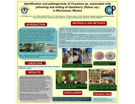 Pdf Identification And Pathogenicity Of Fusarium Sp Associated With