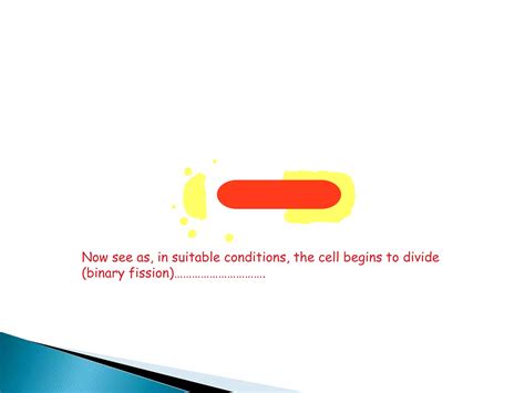 Bacterial Cell Structure Function Pptx Biological Sciences Science