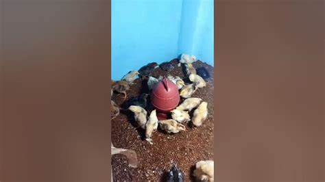 অরিজিনাল টাইগার মুরগির জন্য যোগাযোগ করতে পারেন আমাদের সাথে নাম্বার ০১৯৯২৩৯৬৯৯৪ ০১৮৩৭৩৯০০৩৬