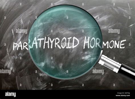 Parathyroid Hormone Learn Study And Inspect It Taking A Closer Look
