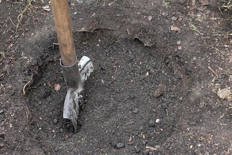 Топ 12 способов как применять костную муку как удобрение в огороде и саду