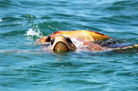Mating Loggerhead Sea Turtles Photographer Anai Colyer Loggerhead Sea Turtle Turtle Sea