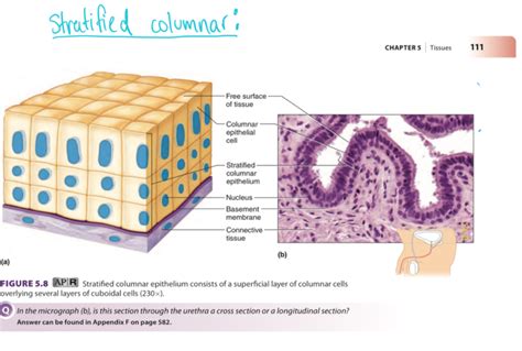 Columnar Epithelium Simple Columnar Epithelium Of An