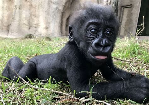 خنده‌های وایرال شده بچه گوریل از قلقلک‌های مادرش رویداد24