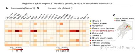 如何利用数据库的单细胞数据分析自有的空间转录组 知乎