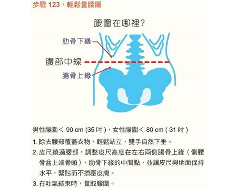 腰围从哪量正确图解 腰围测量示意图 腰围怎么量 大山谷图库