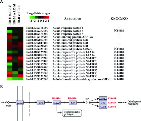 DEGs Related To The Auxin Indole 3 Acetic Acid AUX IAA Signal