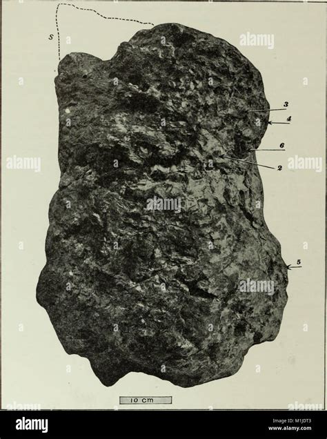 American Fossil Cycads 1906 Studies Ancient Fossilized Cycads Found In North America The