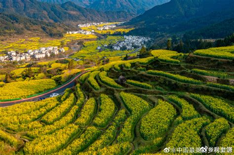 有一种春天叫婺源有一种色彩叫婺源黄这个春天 婺源 旅游 婺源江岭 新浪新闻