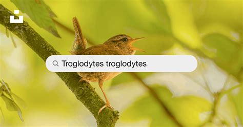 Imágenes De Trogloditas Trogloditas Descarga Imágenes Gratuitas En