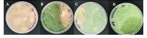 Interaction Between Trichoderma Asperellum And Alternaria Sp Isolates