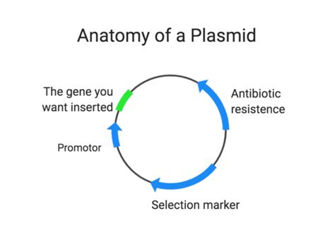 Why Validating Your Plasmids Is Key To A Successful Transgenic And How You Can Do It Too