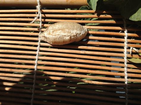 Any Way To Identify This Cocoon Found In Southern Idaho Rwhatsthisbug
