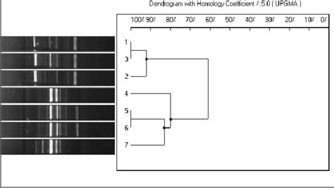 Cluster Analysis Unweighted Pair Group Method Using Arithmetic