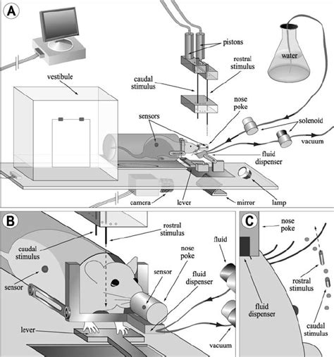 Apparatus For Behavioral Testing And Training A View Of Training Download Scientific Diagram