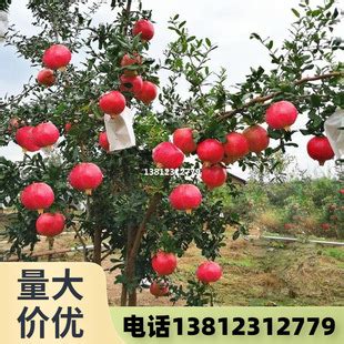 石榴树树苗突尼斯软籽盆栽地栽带土庭院特大无籽甜石榴树果树嫁接 阿里巴巴