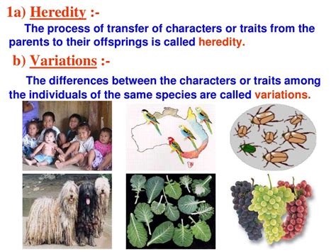 Heredity And Evolution Class 10th Cbse Heredity And Evolution Class 10th Cbse
