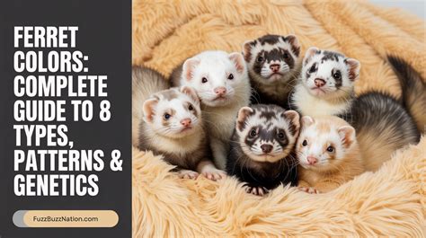 Ferret Colors Complete Guide To 8 Types Patterns And Genetics