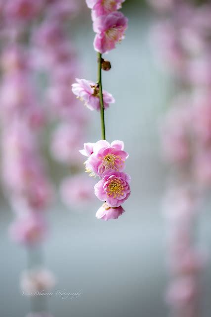 枝垂れ梅 Weeping plum a photo on Flickriver