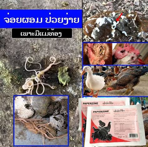 ຮ້ານກະເສດ ຂາຍຢາສັດຄົບວົງຈອນ ຮ້ານກະເສດ ຂາຍຢາສັດຄົບວົງຈອນ