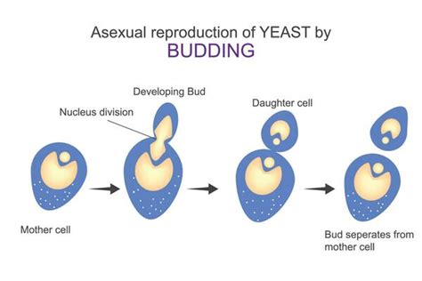 Yeast Cell Budding Diagram
