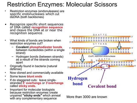 Recombinant Dna Technology Enzymes Ppt