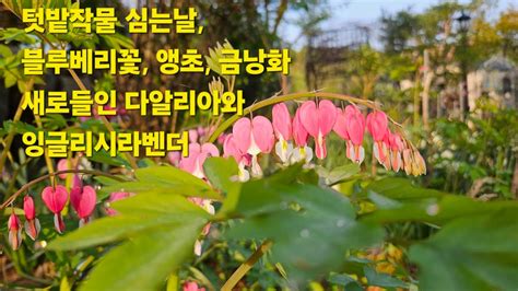 텃밭작물 심는날 블루베리꽃 앵초 금낭화 새로들인 다알리아 잉글리시라벤더 Youtube