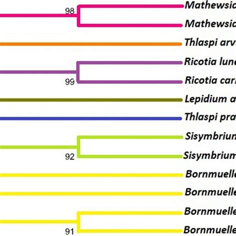 The Maximum Likelihood Tree With Bootstrap Values 1000 Replicates