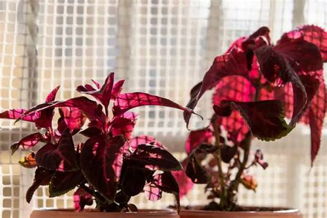 How To Grow And Care For Rex Begonia Plantglossary