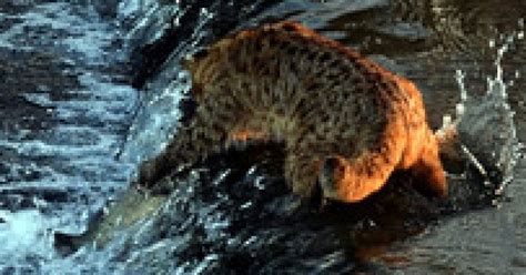 포식자 삵의 물고기 사냥