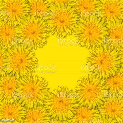 노란색 꽃은 노란색 배경에 고립 된 프레임에 배치 민들레에서 꽃 프레임입니다 공간을 복사합니다 흑백 0명에 대한 스톡 사진 및 기타 이미지 Istock
