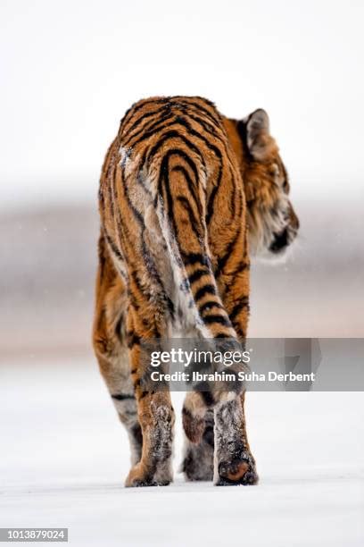 Tigers Back Photos And Premium High Res Pictures Getty Images