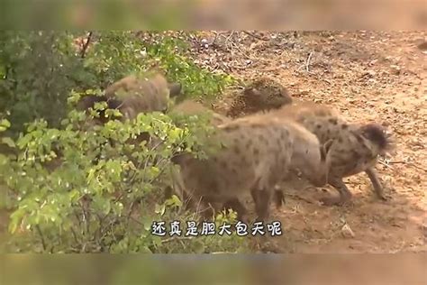 鬣狗和蜜獾谁更厉害凶残的碰见不要命的大战一触即发 鬣狗 大战