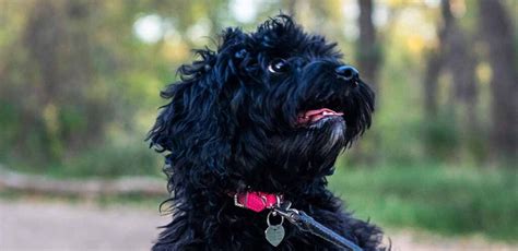Black Cavapoo Appearance Temperament And Care