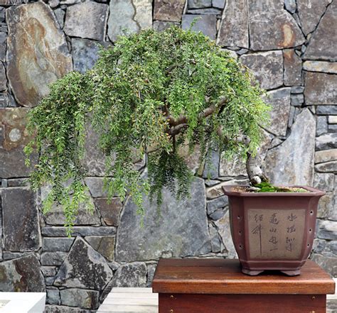 Care Guide For The Wattle Bonsai Tree Acacia Bonsai Empire