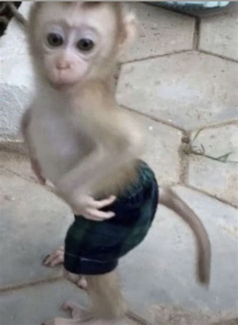 A Small Monkey Standing On Its Hind Legs