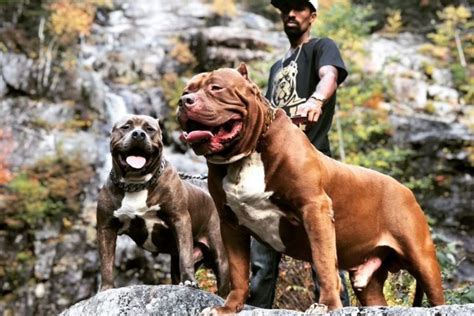 Giant Pitbull Taking The Internet By Storm