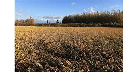 Системата за глобално позициониране „Бейдоу“ помага при засаждането на ориз