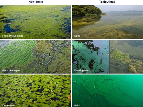Algae Season Tips For Water Professionals