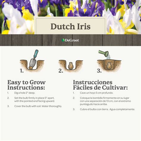 How To Divide Dutch Iris