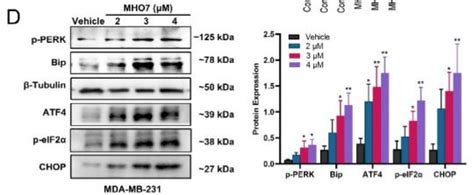 Phospho Perk Thr982 Antibody Affinity Biosciences Ltd亲科生物官网
