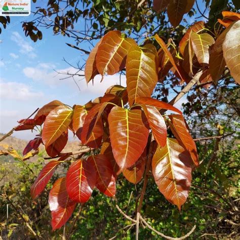 Buy Ficus Virens Plant In Bulk Online Nature India Nursery